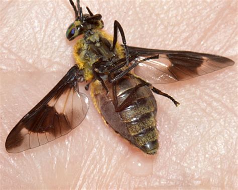 Chrysops Caecutiens Splayed Deerfly Identification Images Ecology Control