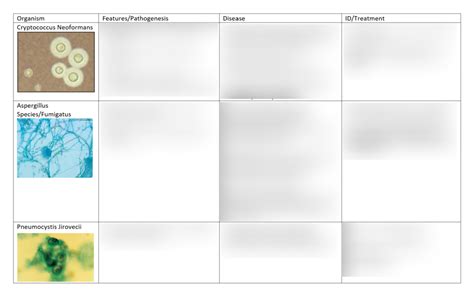 Opportunistic Pathogens And Drugs Diagram Quizlet