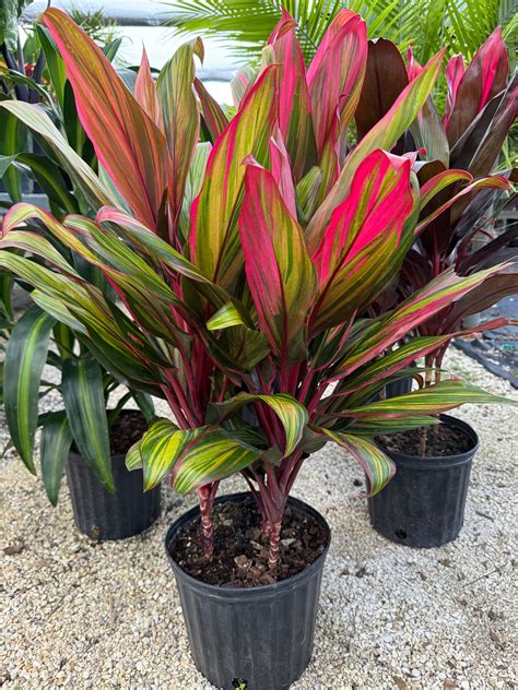 Cordyline Harlequin Fruticosa Ti Plant Eureka Farms