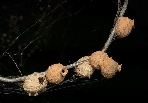 Black Potter Wasp Nest