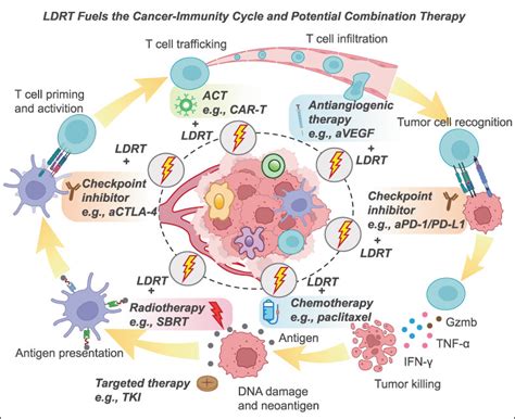 Low‐dose Radiation Therapy Mobilizes Antitumor Immunity New Findings