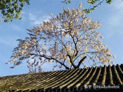 闲话大学生活 知乎