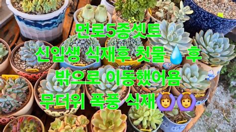 240909무더위가을하우스39도🥵신입생🧚‍♀️폭풍식재후눈맞춤출근전힐링먼로예쁘게 키우고 싶어요~💖💖💖🙆‍♀️🙆