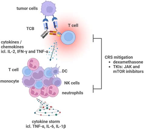 1171 Understanding And Mitigating The Cytokine Release Syndrome Crs