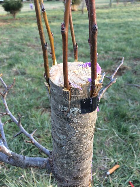 Wild Callery Pear Rootstocks General Fruit Growing Growing Fruit Wild Callery Pear Rootstocks General Fruit Growing Growing Fruit