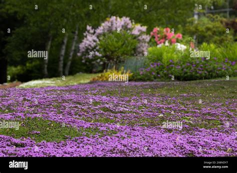 Creeping Thyme Used As Groundcover In Replacement Of Lawn In A