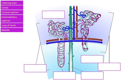 Juxtamedullary Nephron