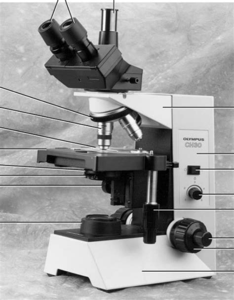 Biol 108l 04 Microscope Diagram Diagram Quizlet