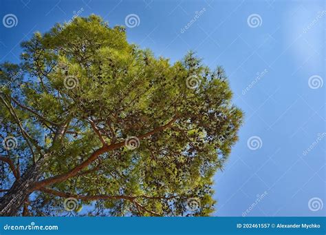 Pinus Brutia Stock Image Image Of Summer Pinus Outdoor 202461557