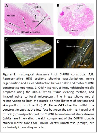 Aspn Electrophysiological And Histological Assessment Of Composite Regenerative Peripheral