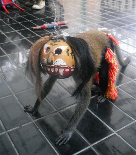 Veilicious Topeng Monyet Show