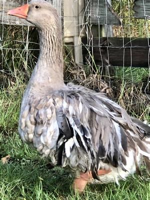 Fl Sebastopol Geese