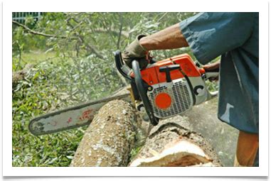 Tree Cutting At Best Price In Bengaluru By T K Enterprise ID