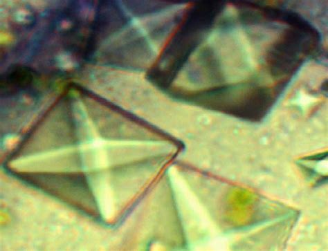 Calcium Oxalate Crystals In Plants Wywiq
