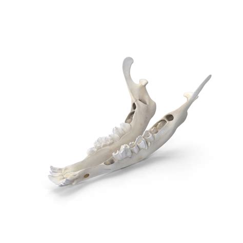 Amy Roe Sex Futa Png Images And Psds For Download Pixelsquid