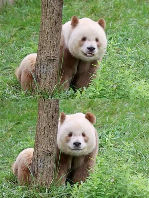 Qi Zai The Last Wild Giant Panda