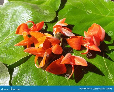 Butea Monosperma Flowers On Green Leaf Stock Image Image Of Asia