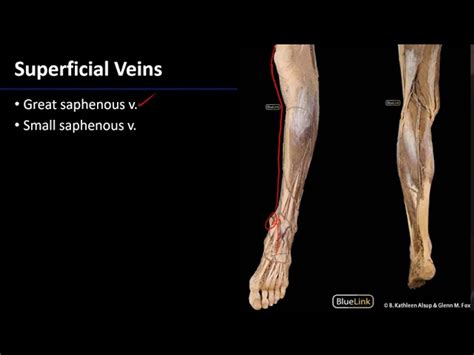 Saphenous Vein