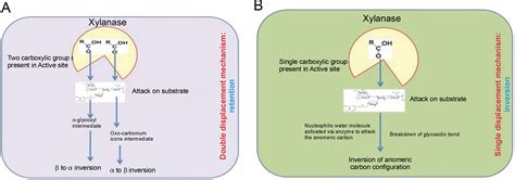 A Review On Xylanase Sources Classification Mode Of Action