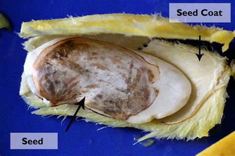 Growing Mango From Seed Tales Of A Plant Geek