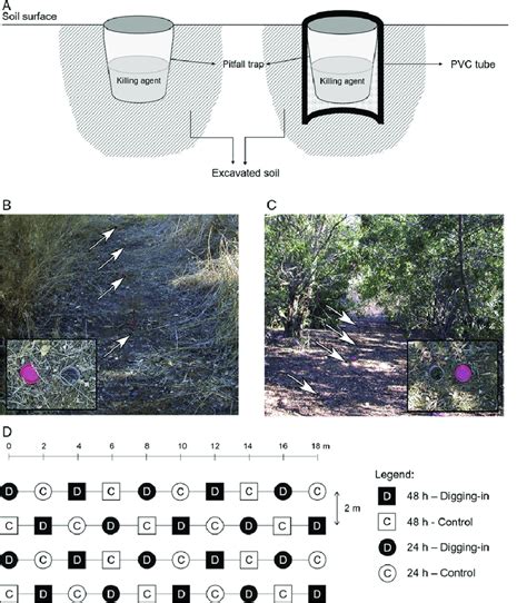 A Cutaway Diagram Of The Pitfall Traps The One On The Left Is Placed Download Scientific