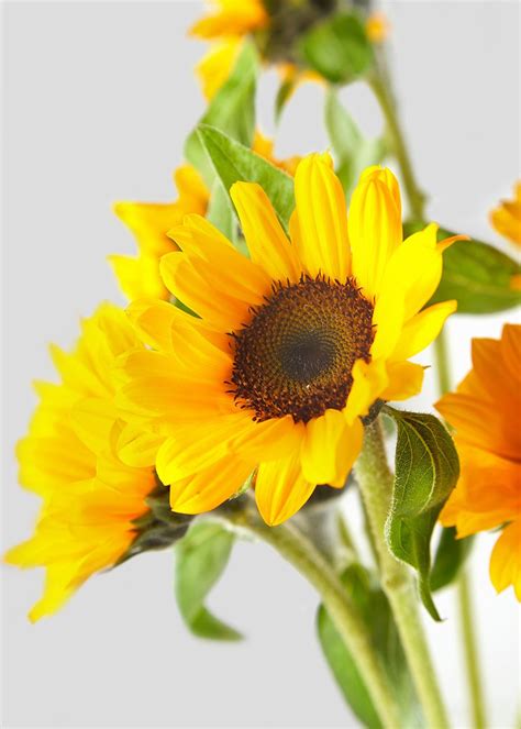 마음이 따뜻해지는 프로방스 해바라기 한단 4~5대