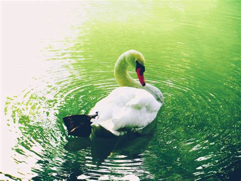 Free Images Wing Beak Fauna Swan Duck Vertebrate Waterfowl