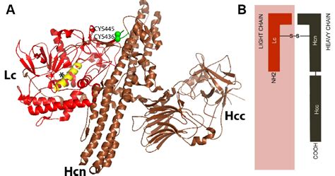 A Illustration Of Molecular Structure Of Botulinum Neurotoxin Type Download Scientific