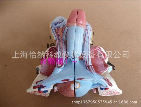 高级男性内外生殖模型 男性生殖模型医学模型 阿里巴巴