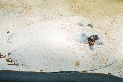 The Amazing Ocellate River Stingray Found In The Amazons Waterways