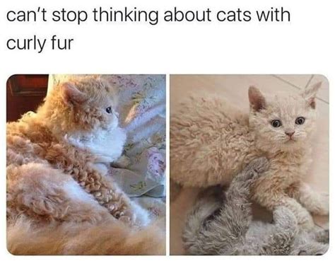 Fluffy Cutie R Catmemes