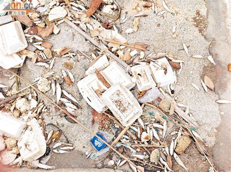 SUN熱辣深圳排污毒殺濕地生態 太陽報