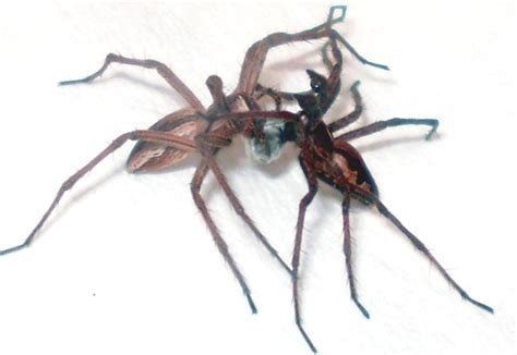 Legged Sex Trick Spiders Give Worthless Gifts Play Dead Live Science