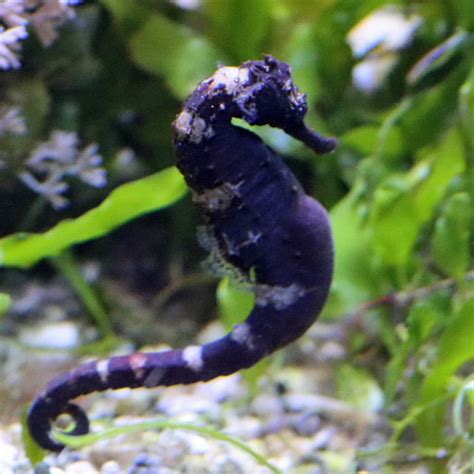 Tiger Tail Seahorse