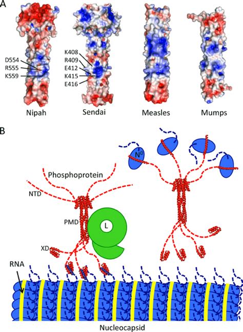 A Electrostatic Surface Potential Representations Generated In Apbs Download Scientific Diagram