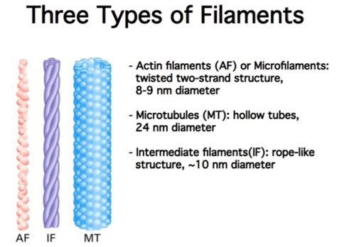 Cell Structure And Function Exam 3 The Cytoskeleton Flashcards Quizlet