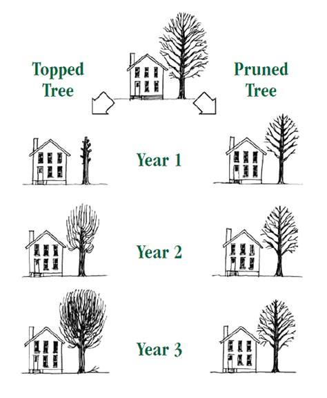 Crown Reduction Vs Topping Green Leaves Tree Service