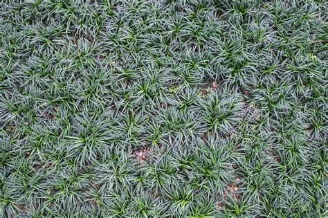 Plants For Pine Trees Ground Cover At Phillip Dorsey Blog