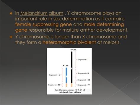 Xx Xy Sex Determination In Plants Pdf Genetics Science