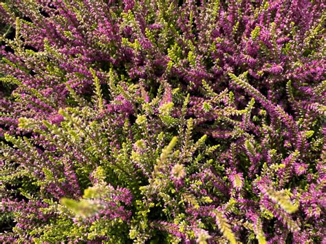 Lorigine Géographique Des Plantes Mappemonde Pépinières De Kerzarch