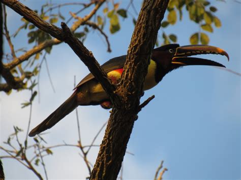 Chestnut Eared Aracari Wild Expedition