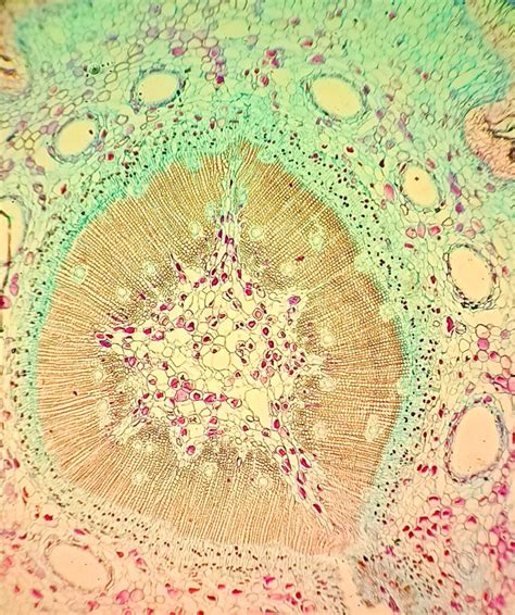 The Konus Prepared Slides Series Konus News Science