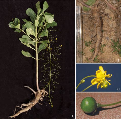 Talinum Paniculatum A Habit B Rootstock C Flower D Fruit From