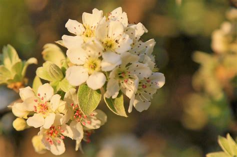 무료 이미지 봄 자연 화려한 작은 가지 싹 꽃 피는 식물 꽃잎 분기 산사 나무속 서브 덤불 악의에 찬 야생화 자두 3902x2601 Konevi