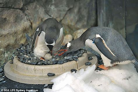 Same Sex Love And Mourning Affect Animals Too Out In Jersey Media