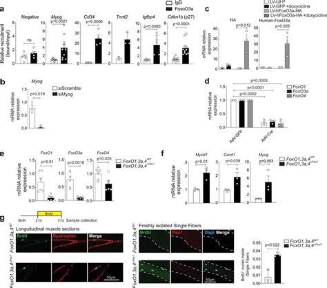 Loss Of Foxo Signalling Imposes The Primed State Gene Expression