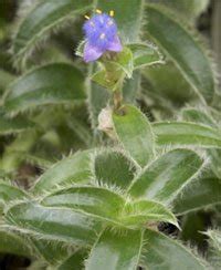 Цианотис (Cyanotis)