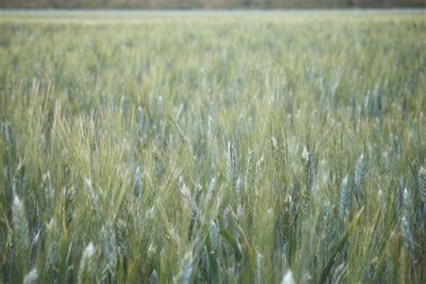 Biorural Oskar Biorural