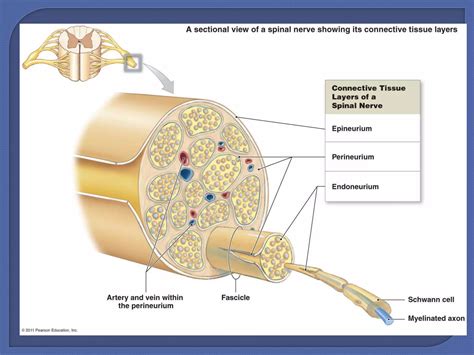 Anatomy Of Brachial Plexus Pptx