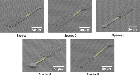 Figure From Planar Microassembly By Parallel Actuation Of MEMS Microrobots Semantic Scholar